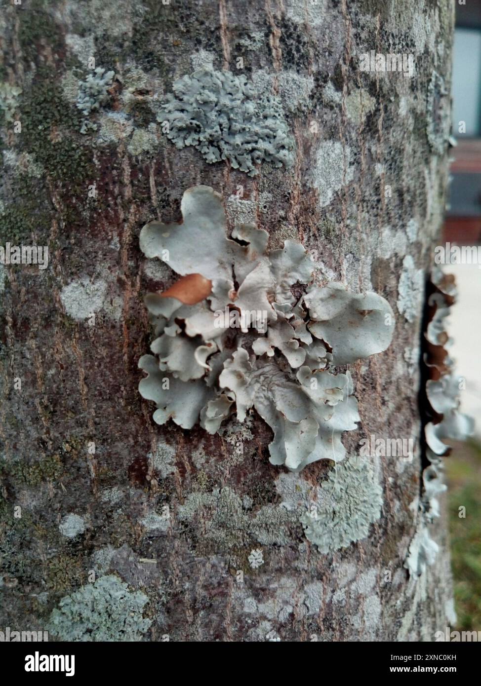 Ruffle Lichens (Parmotrema) Fungi Stock Photo - Alamy
