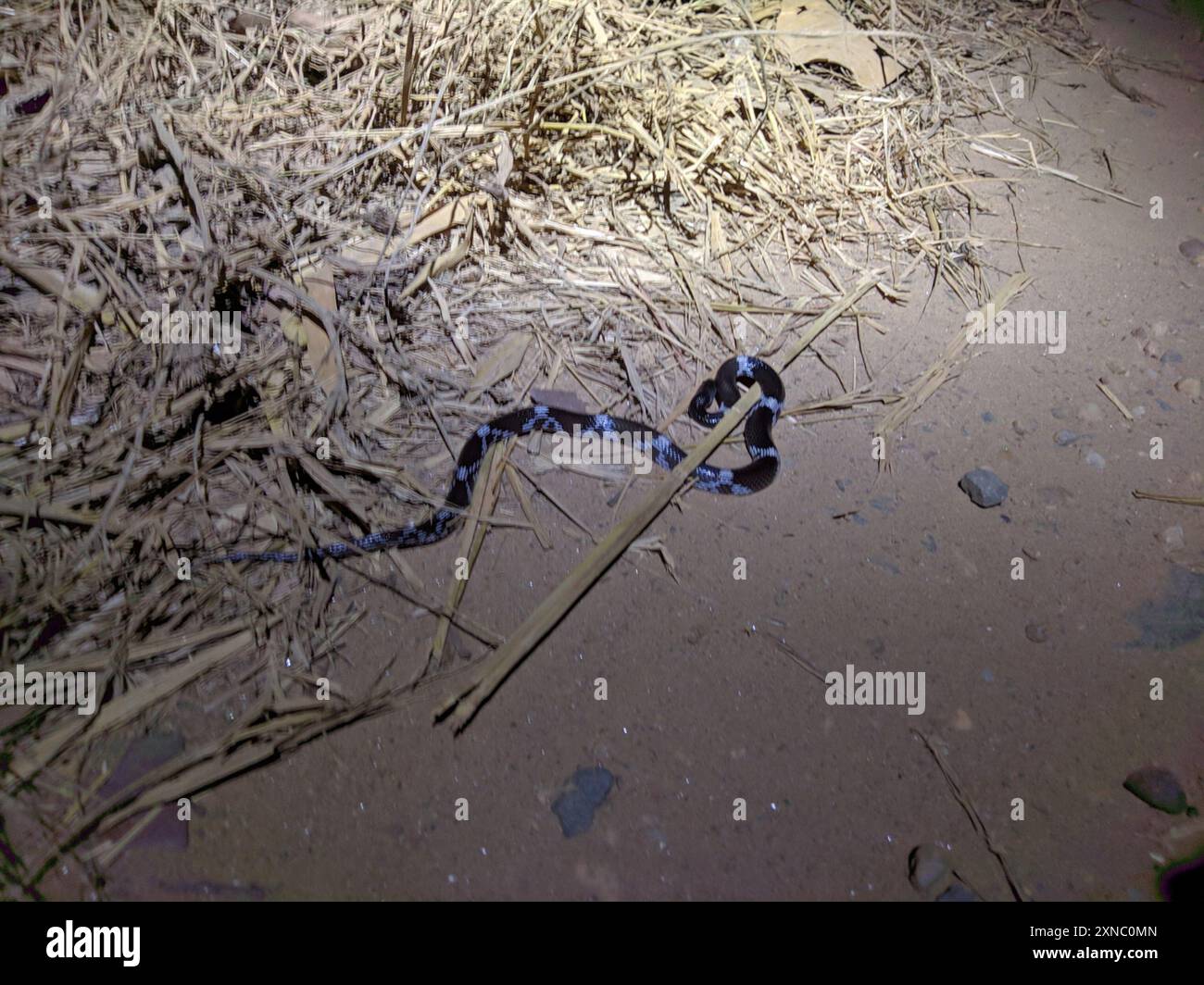 Barred Wolf Snake (Lycodon striatus) Reptilia Stock Photo - Alamy