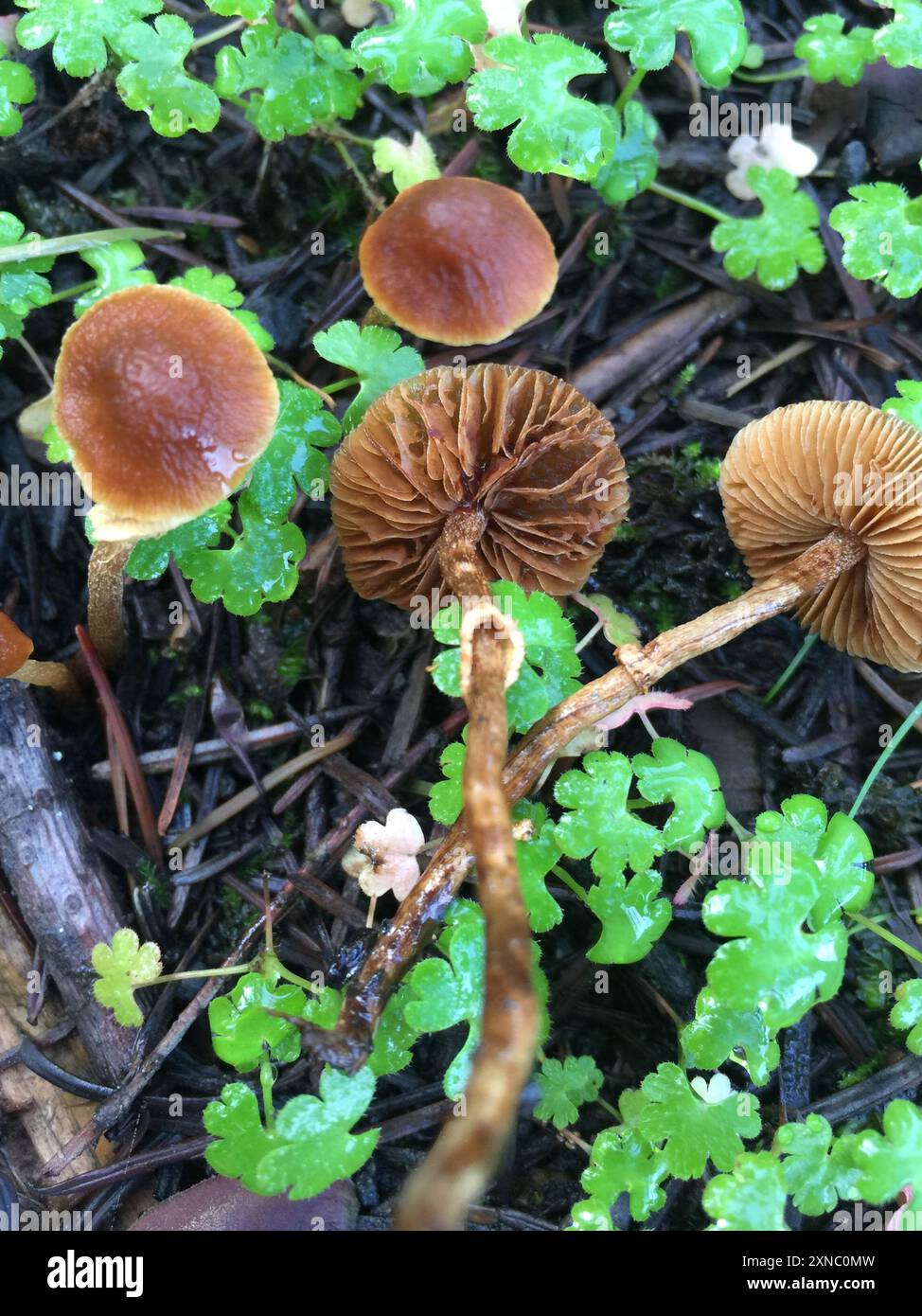 Pholiotina rugosa hi-res stock photography and images - Alamy