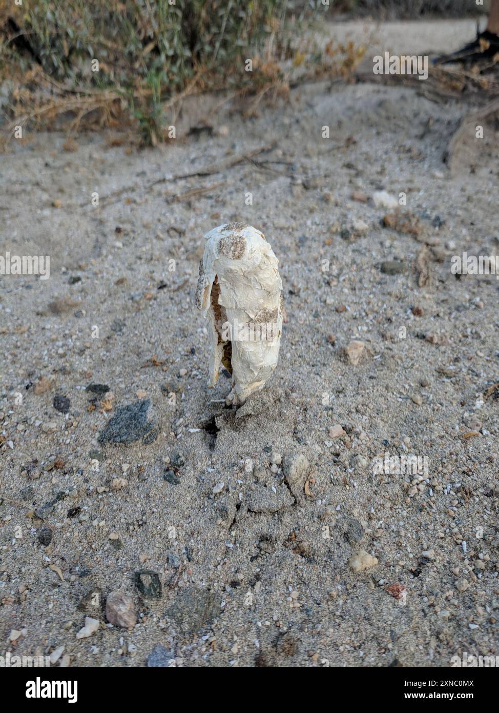 Desert Shaggymane (Podaxis pistillaris) Fungi Stock Photo - Alamy