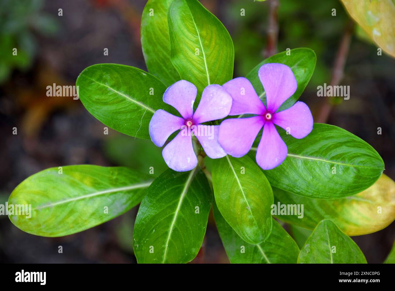 Sadafuli hi-res stock photography and images - Alamy