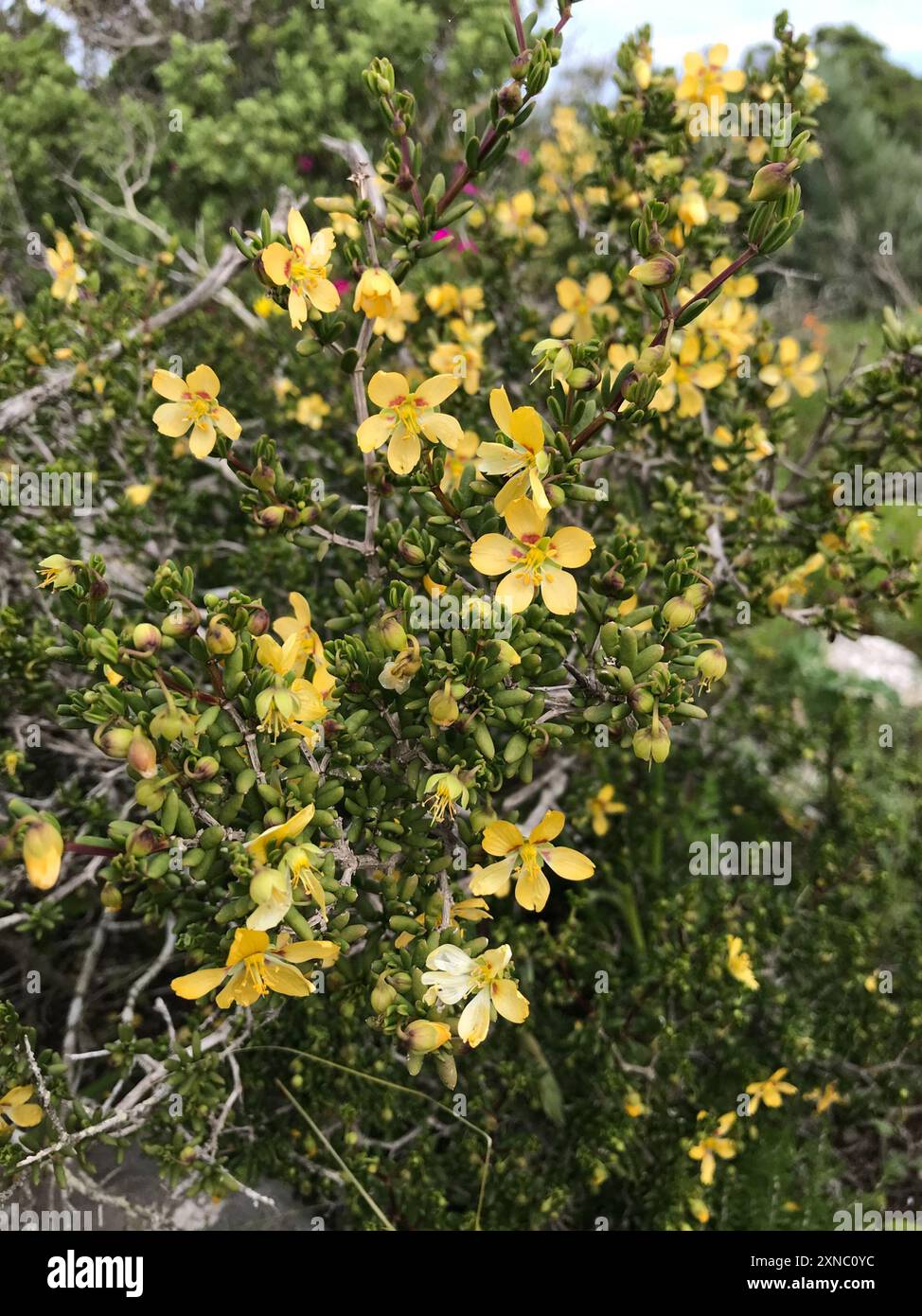 Twinleaves (Roepera) Plantae Stock Photo - Alamy