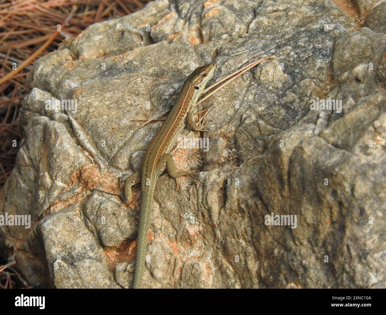 Sicilian Wall Lizard (Podarcis waglerianus) Reptilia Stock Photo - Alamy