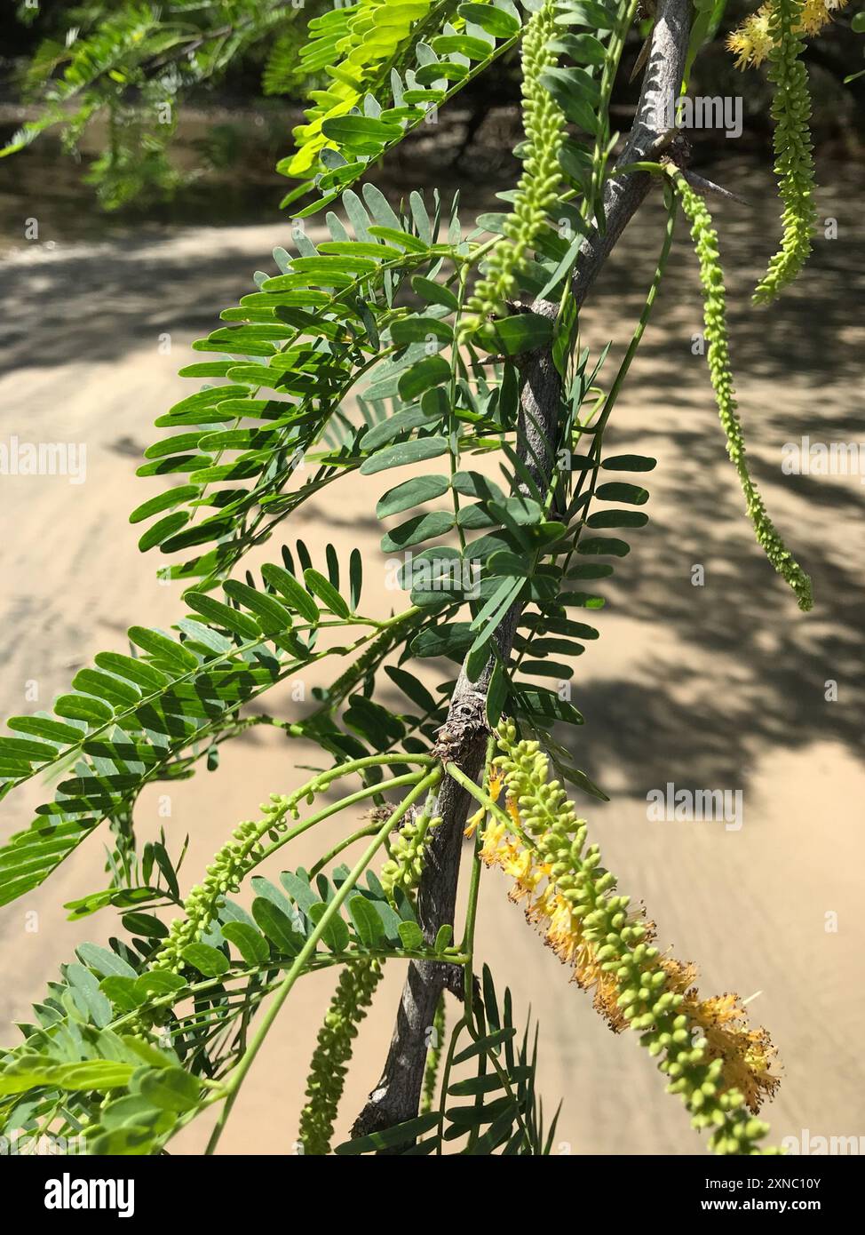 mesquite (Neltuma juliflora) Plantae Stock Photo - Alamy