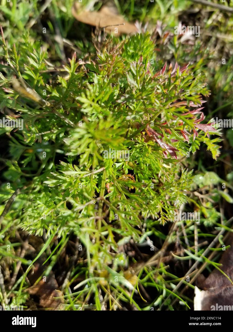 common soliva (Soliva sessilis) Plantae Stock Photo - Alamy