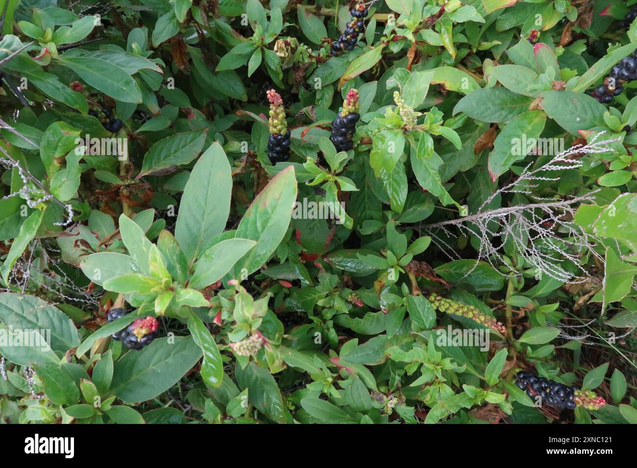 Inkweed (Phytolacca octandra) Plantae Stock Photo - Alamy