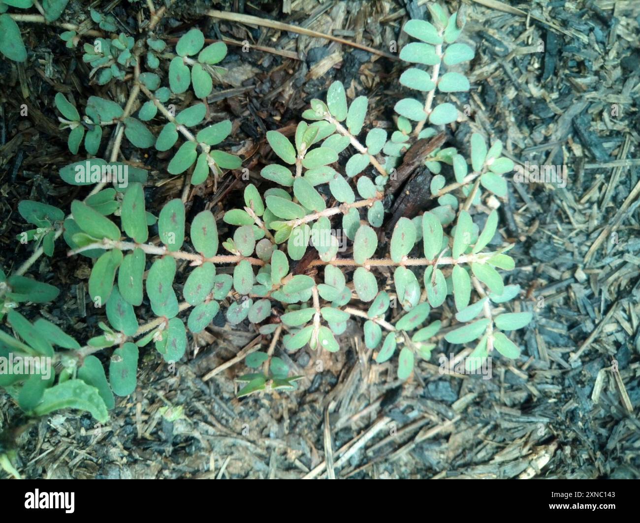 Spotted spurge (Euphorbia maculata) Plantae Stock Photo - Alamy
