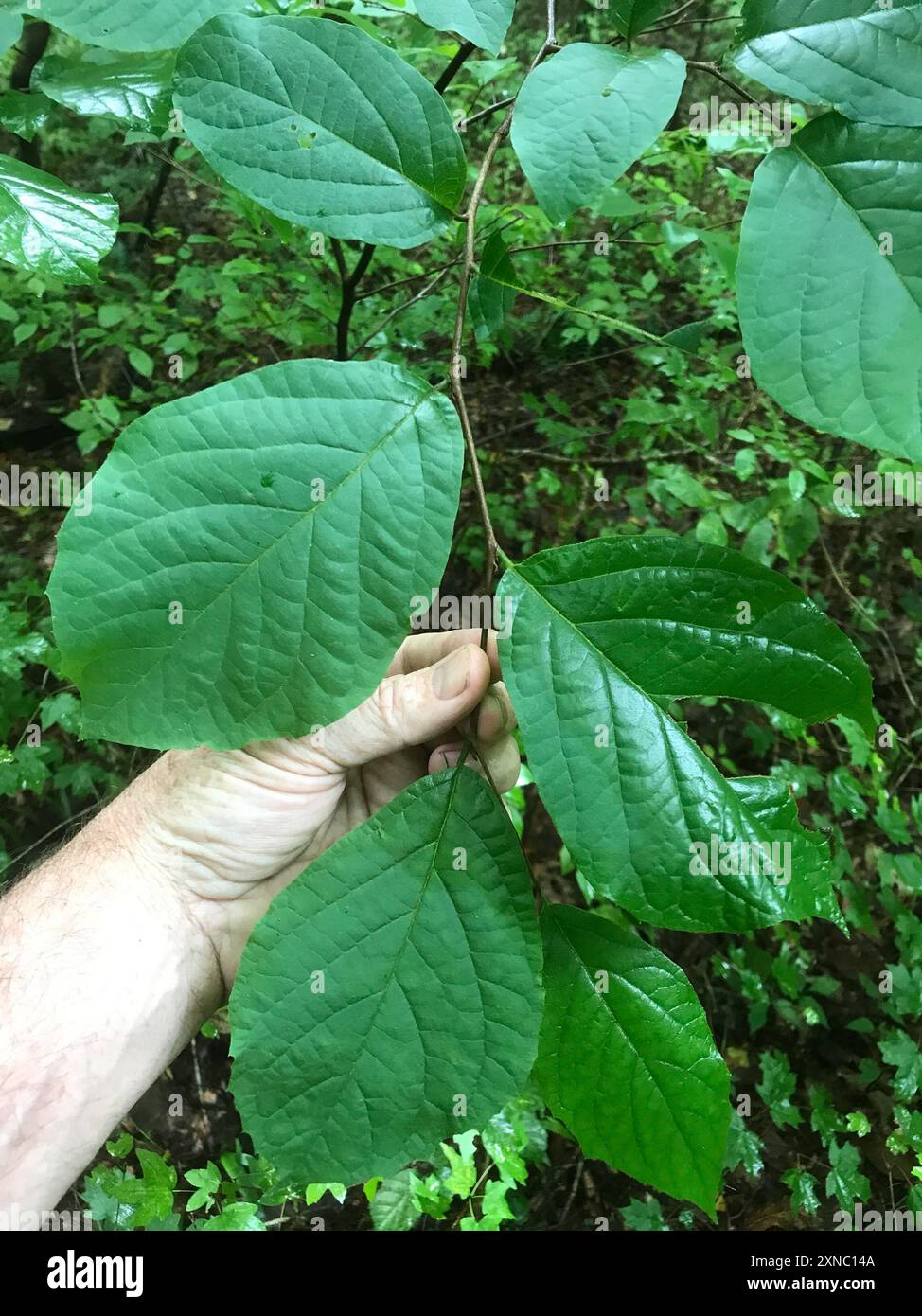 Bigleaf Snowbell (Styrax grandifolius) Plantae Stock Photo - Alamy