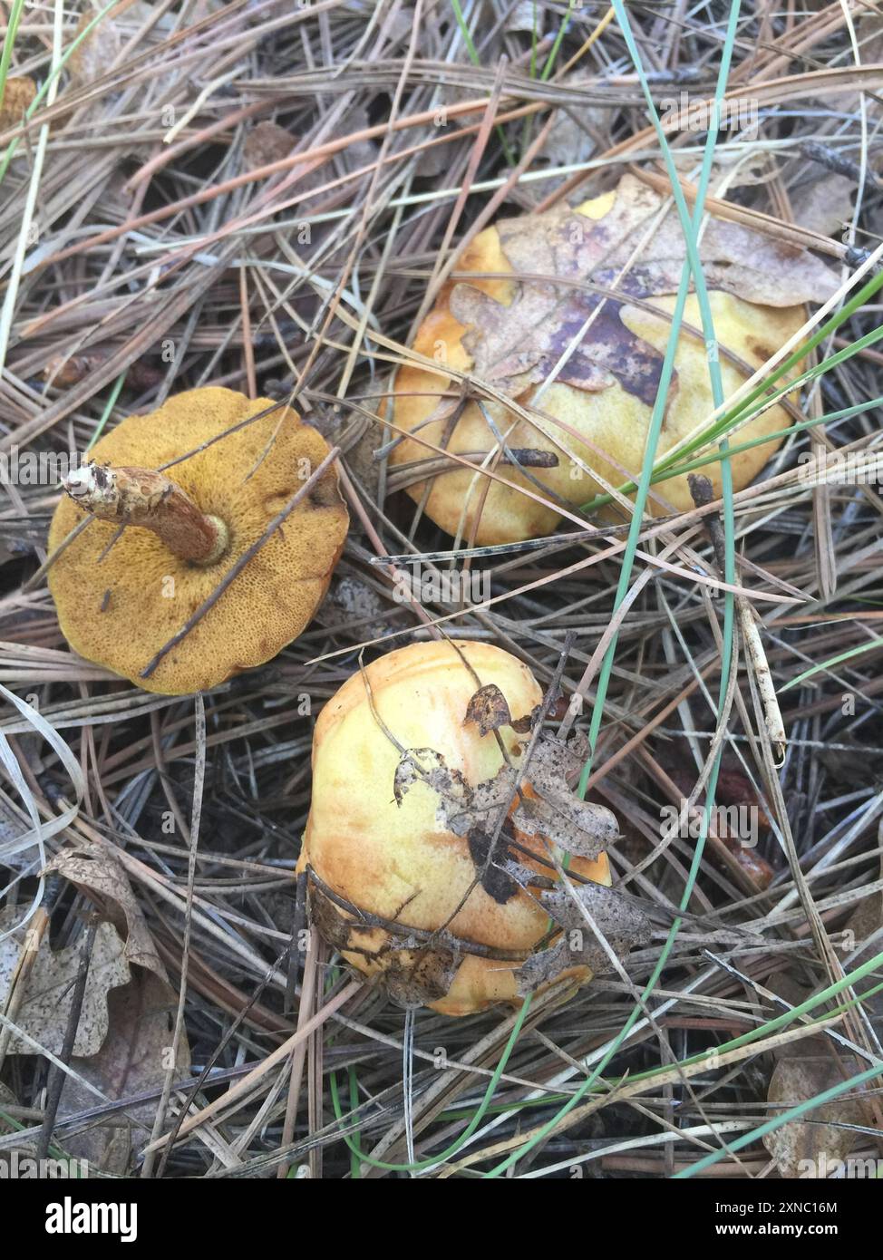 Slippery Jacks (Suillus) Fungi Stock Photo - Alamy