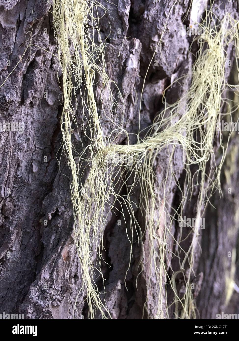 Witch's Hair Lichens (Alectoria) Fungi Stock Photo - Alamy