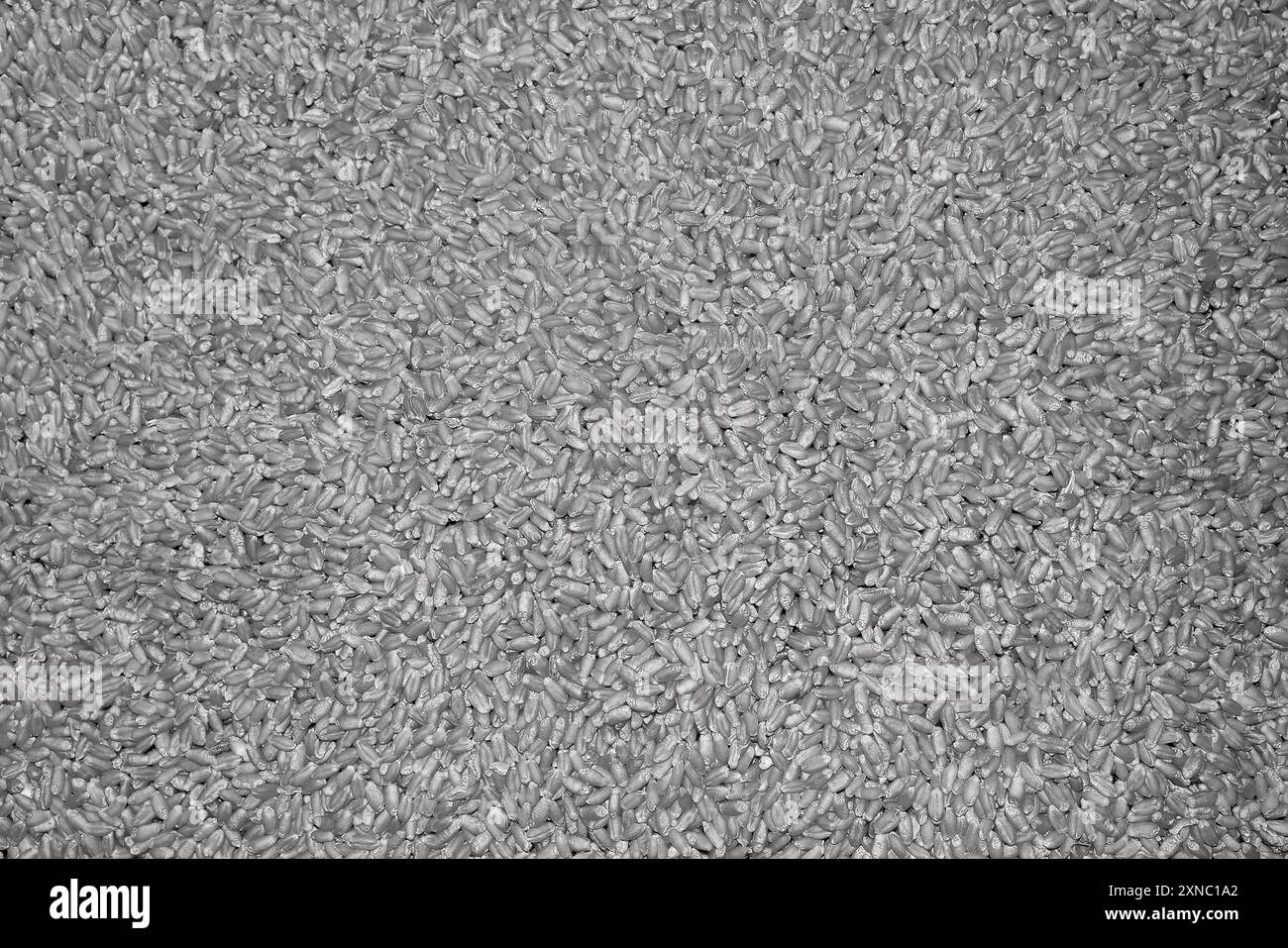 wheat grains, black and white background of wheat stack Stock Photo - Alamy