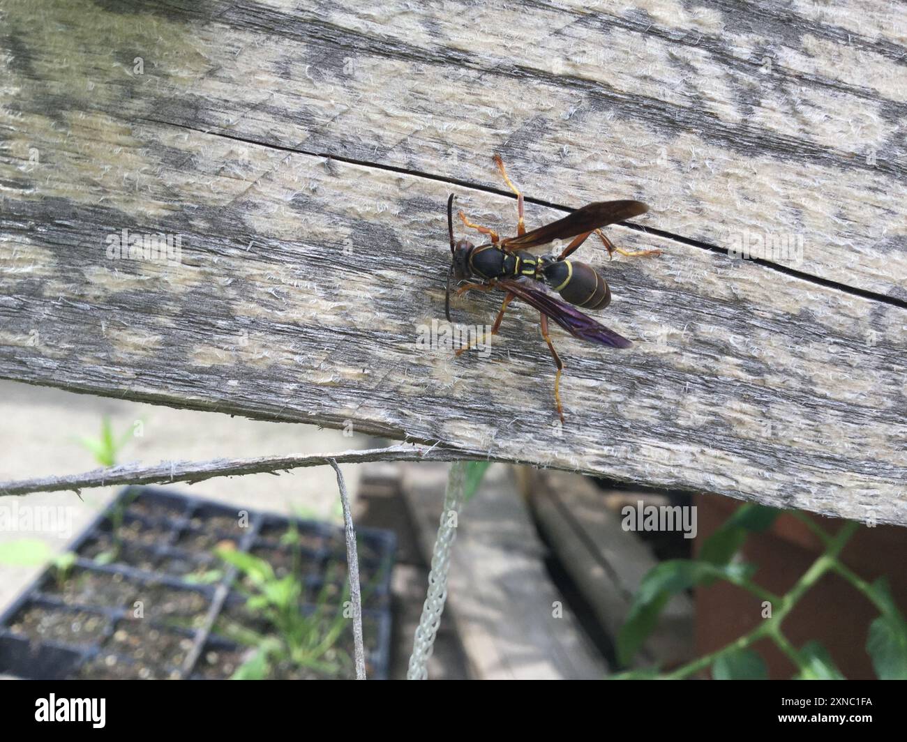 Northern Paper Wasp (Polistes fuscatus) Insecta Stock Photo - Alamy