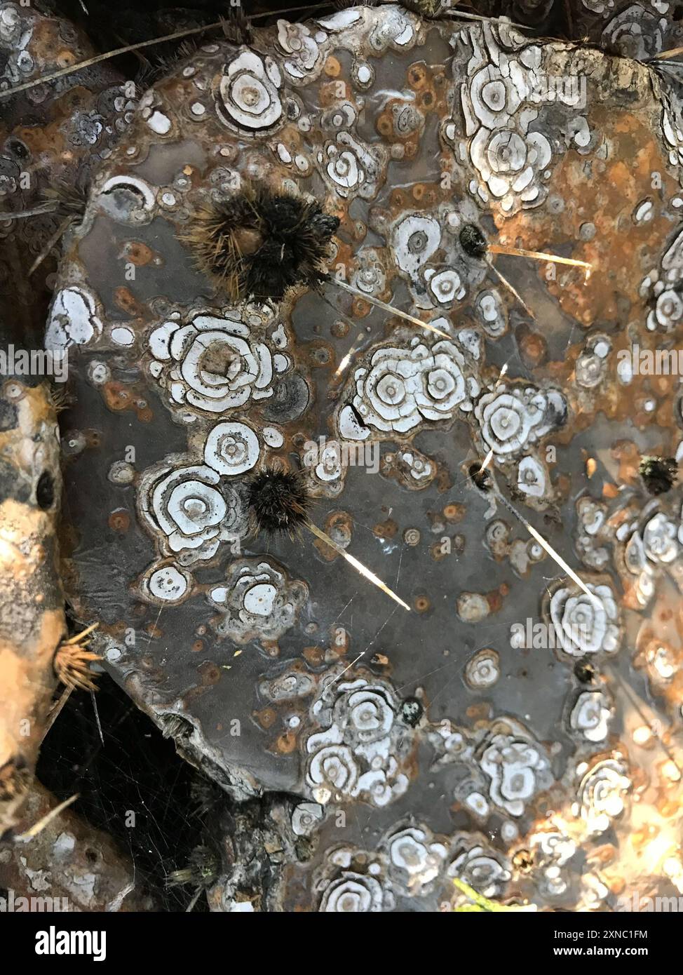 Cochineal Scale Bugs (Dactylopius) Insecta Stock Photo - Alamy