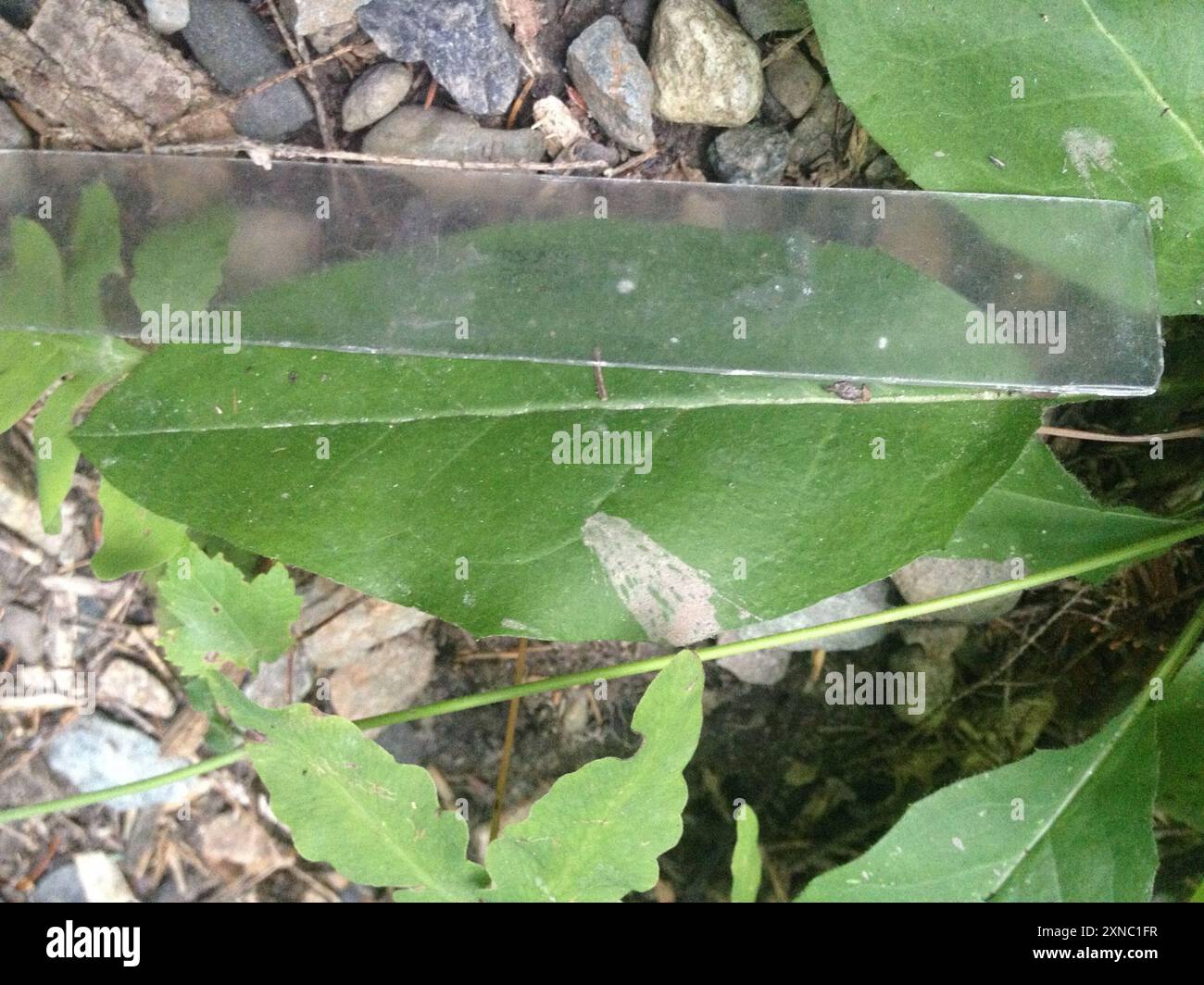 common hawkweed (Hieracium lachenalii) Plantae Stock Photo - Alamy
