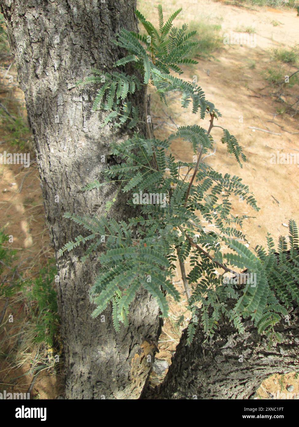 Weeping wattle (Peltophorum africanum) Plantae Stock Photo - Alamy