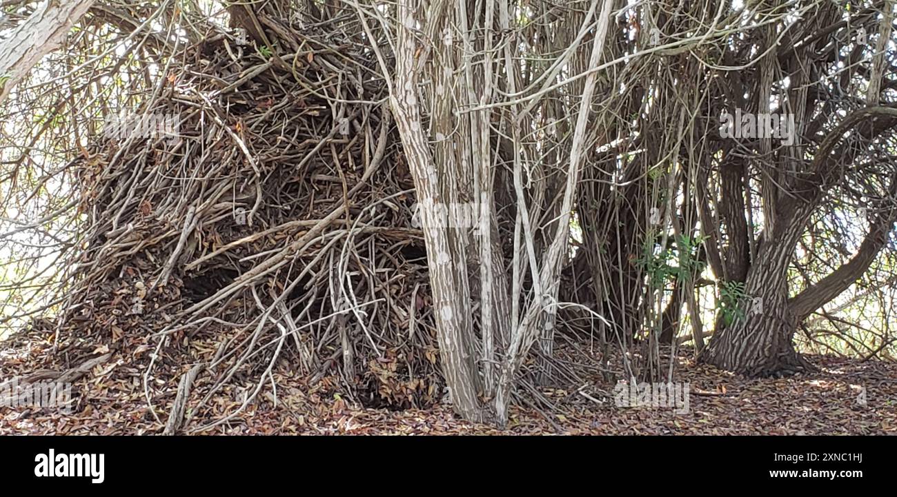 Woodrats (Neotoma) Mammalia Stock Photo - Alamy