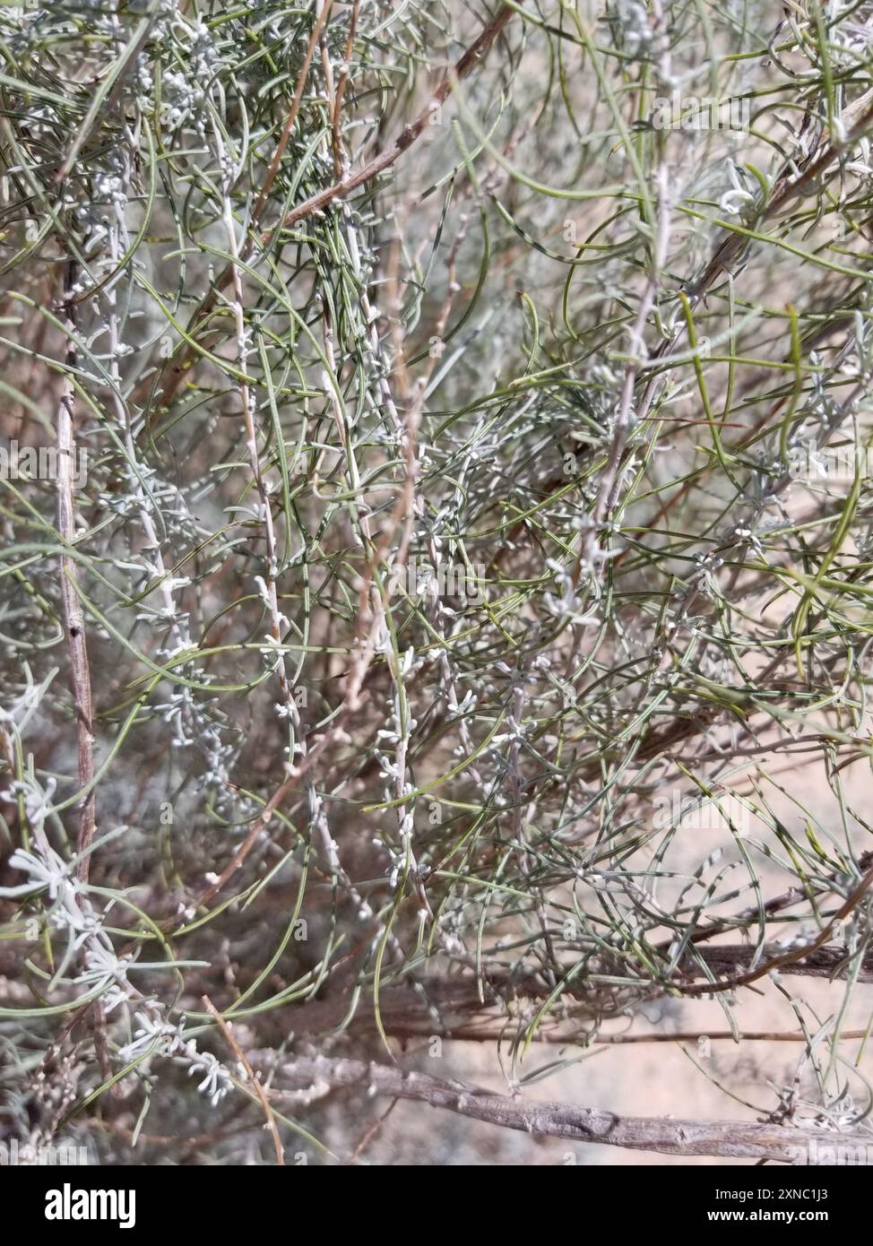 Artemisia filifolia hi-res stock photography and images - Alamy