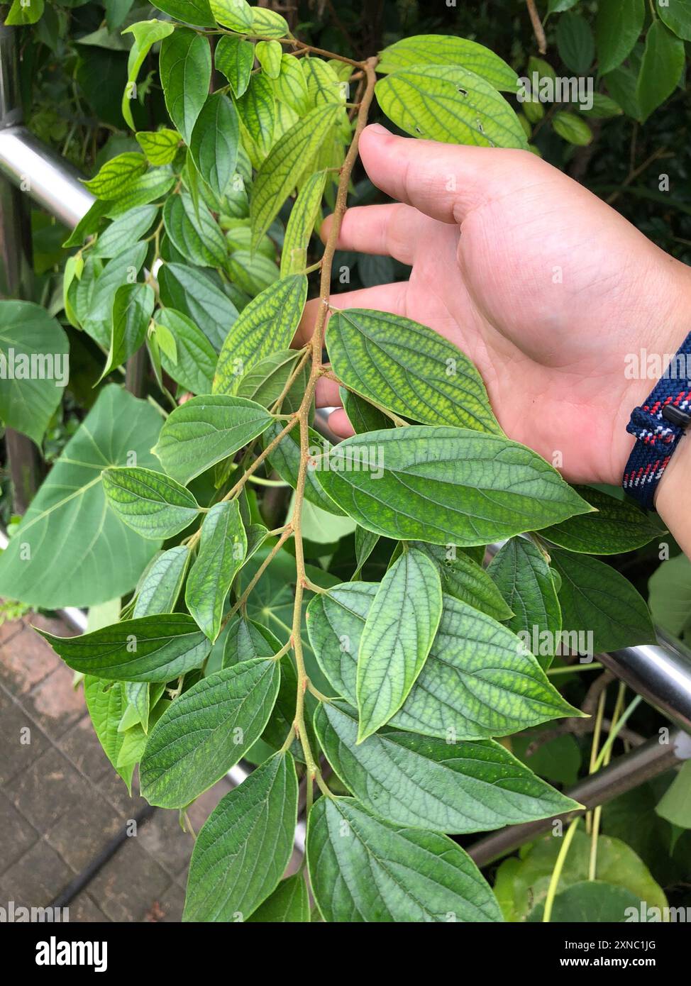 Chinese Hackberry (Celtis sinensis) Plantae Stock Photo - Alamy