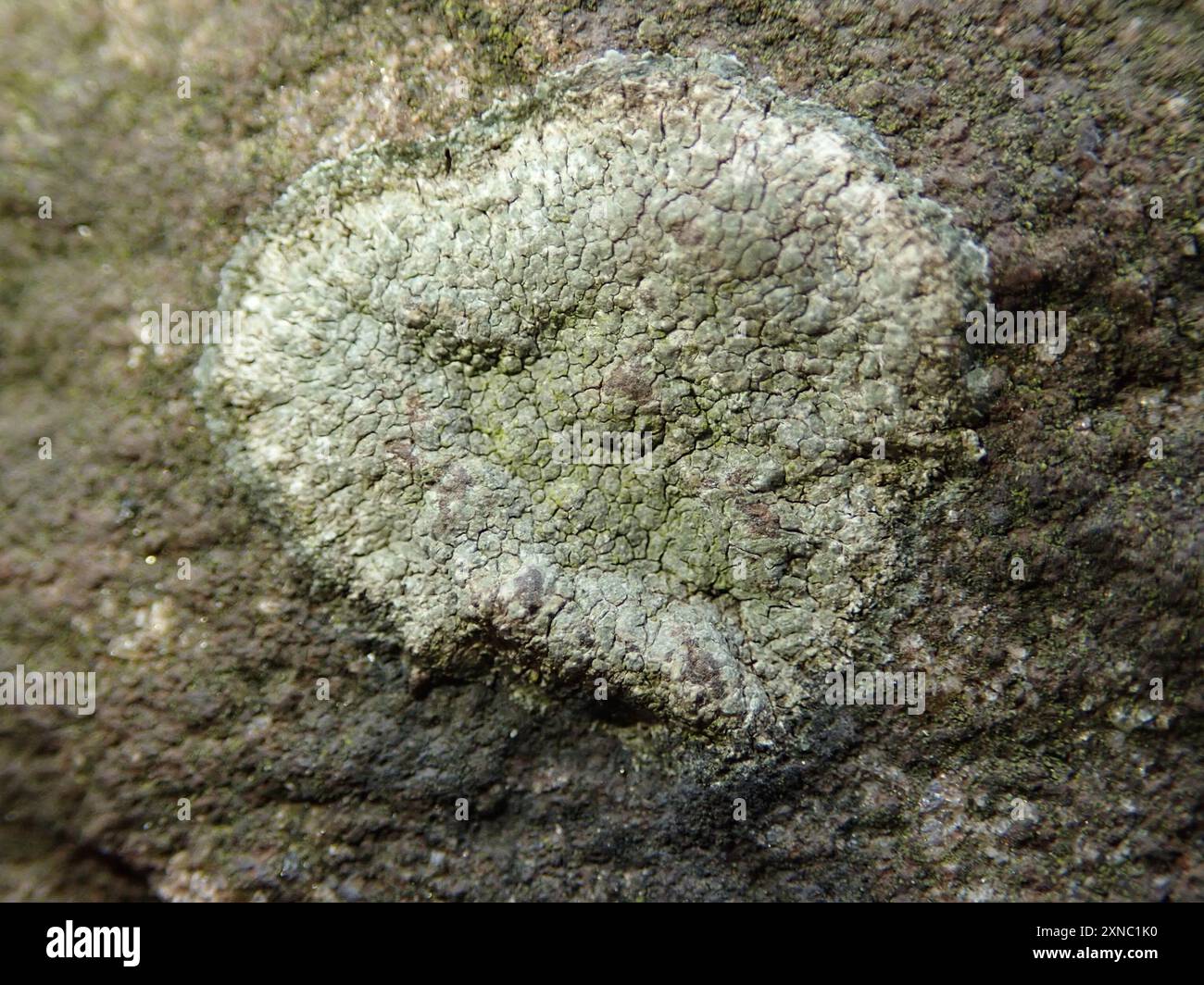 Rock Whitewash (Phlyctis petraea) Fungi Stock Photo - Alamy