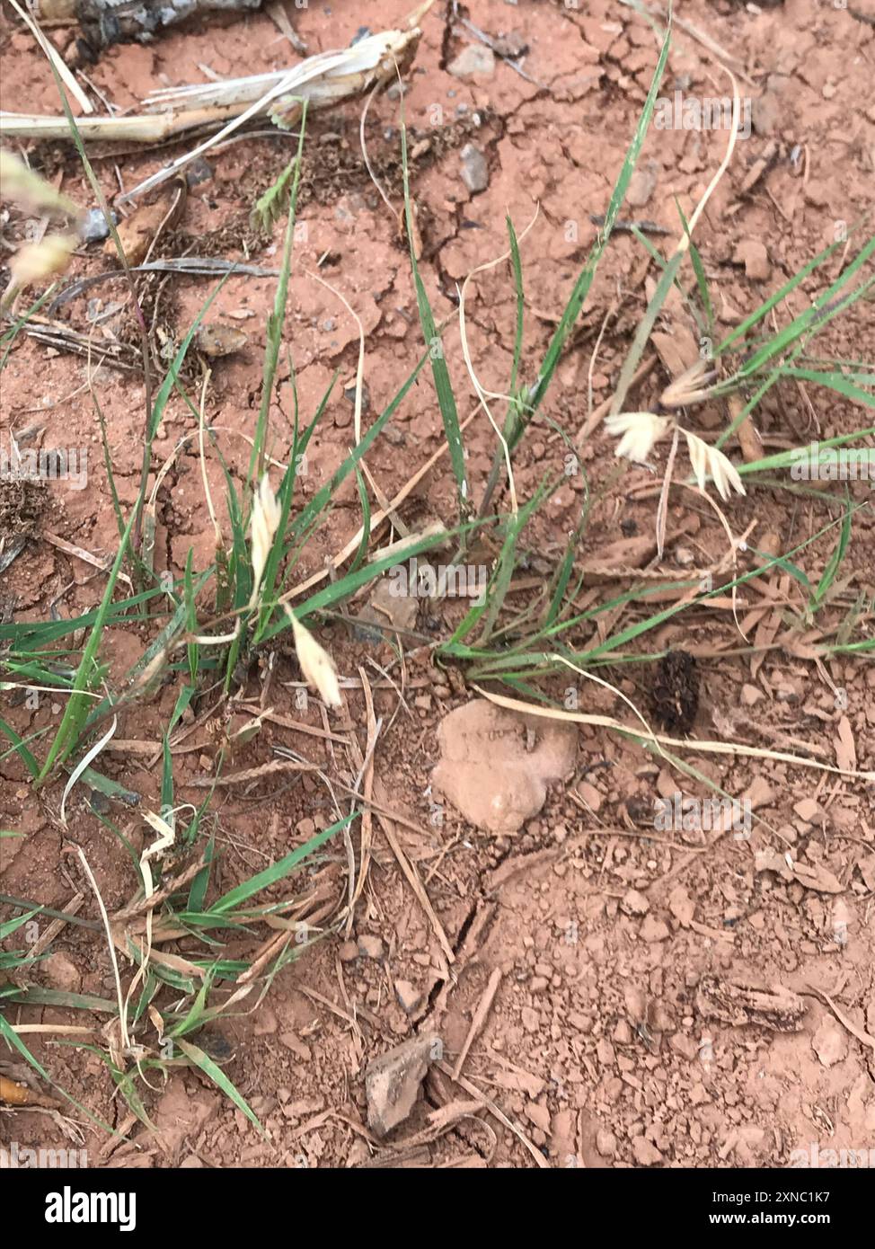 buffalograss (Bouteloua dactyloides) Plantae Stock Photo - Alamy