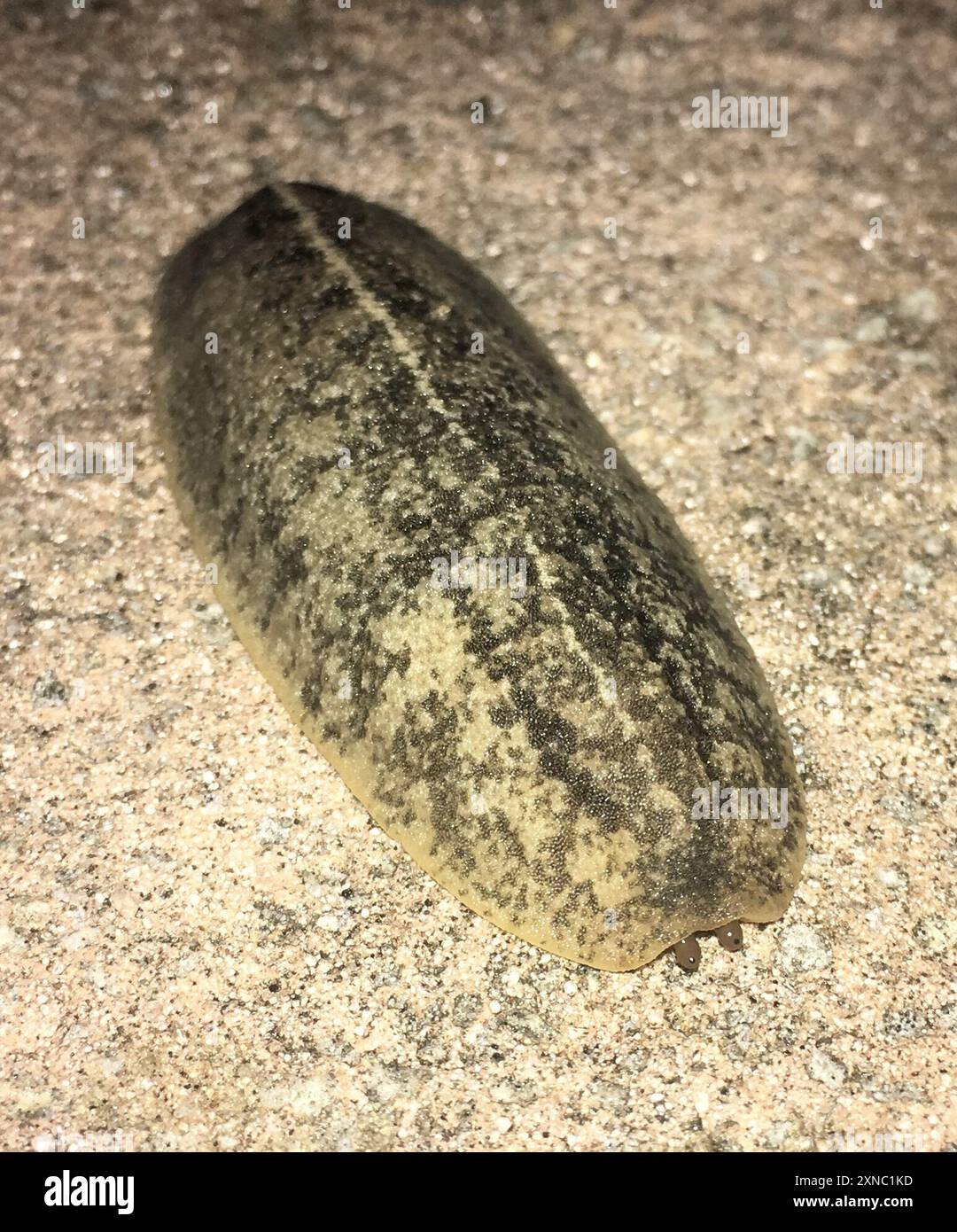 Florida Leatherleaf Slug (Leidyula floridana) Mollusca Stock Photo - Alamy