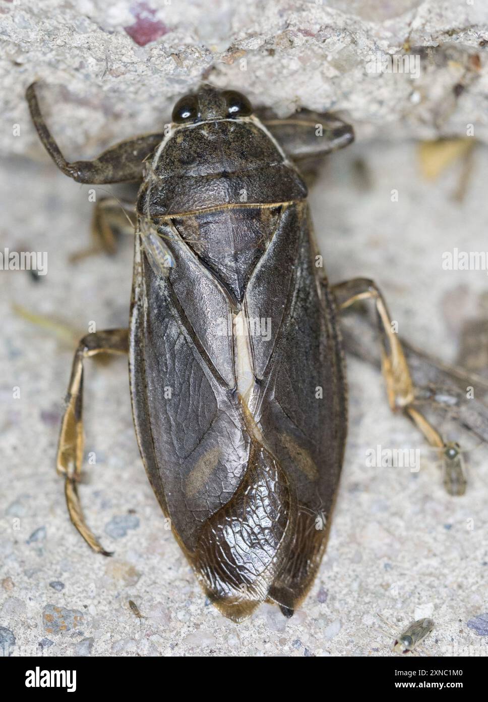 Lethocerus americanus hi-res stock photography and images - Alamy