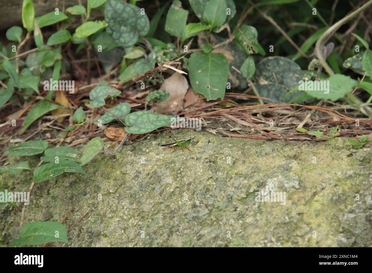 Black-kneed Meadow Katydid (Conocephalus melaenus) Insecta Stock Photo ...