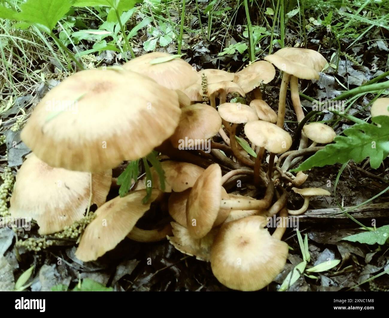 Ringless Honey Mushroom (Desarmillaria caespitosa) Fungi Stock Photo ...