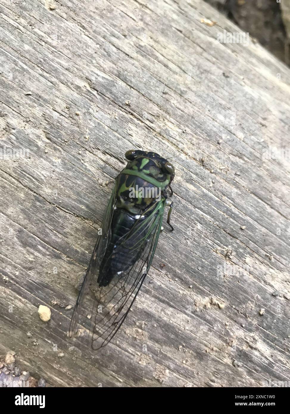 Linne's Cicada (Neotibicen linnei) Insecta Stock Photo - Alamy