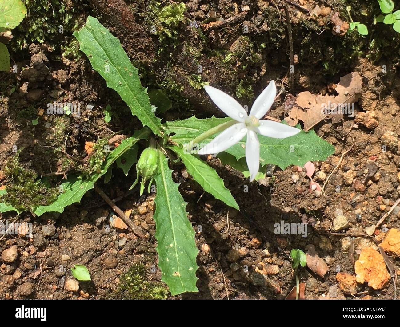 Star of Bethlehem (Hippobroma longiflora) Plantae Stock Photo - Alamy