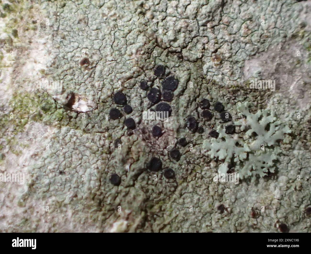 Common Button Lichen (Buellia erubescens) Fungi Stock Photo - Alamy