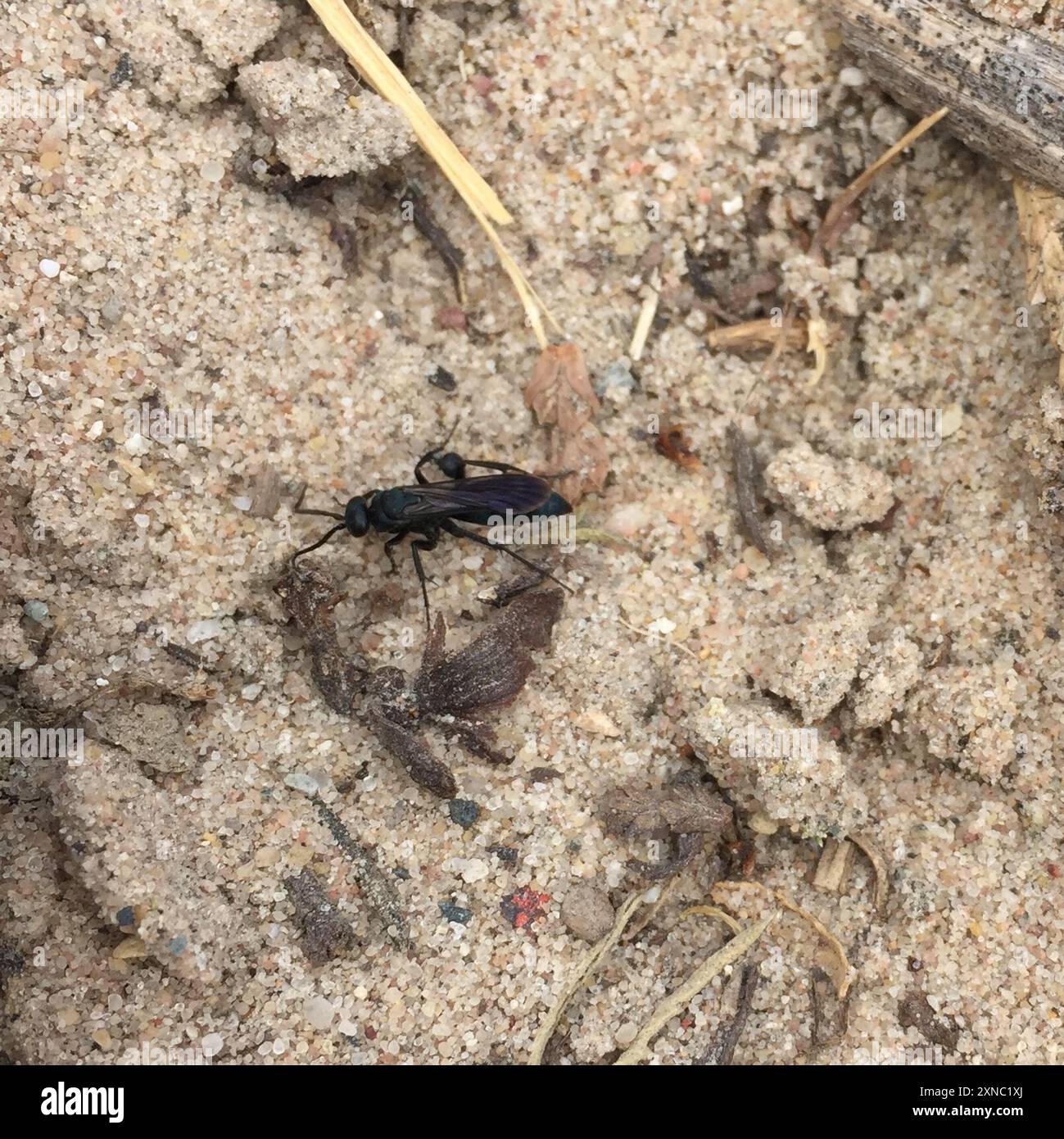 Spider Wasps (Pompilidae) Insecta Stock Photo - Alamy