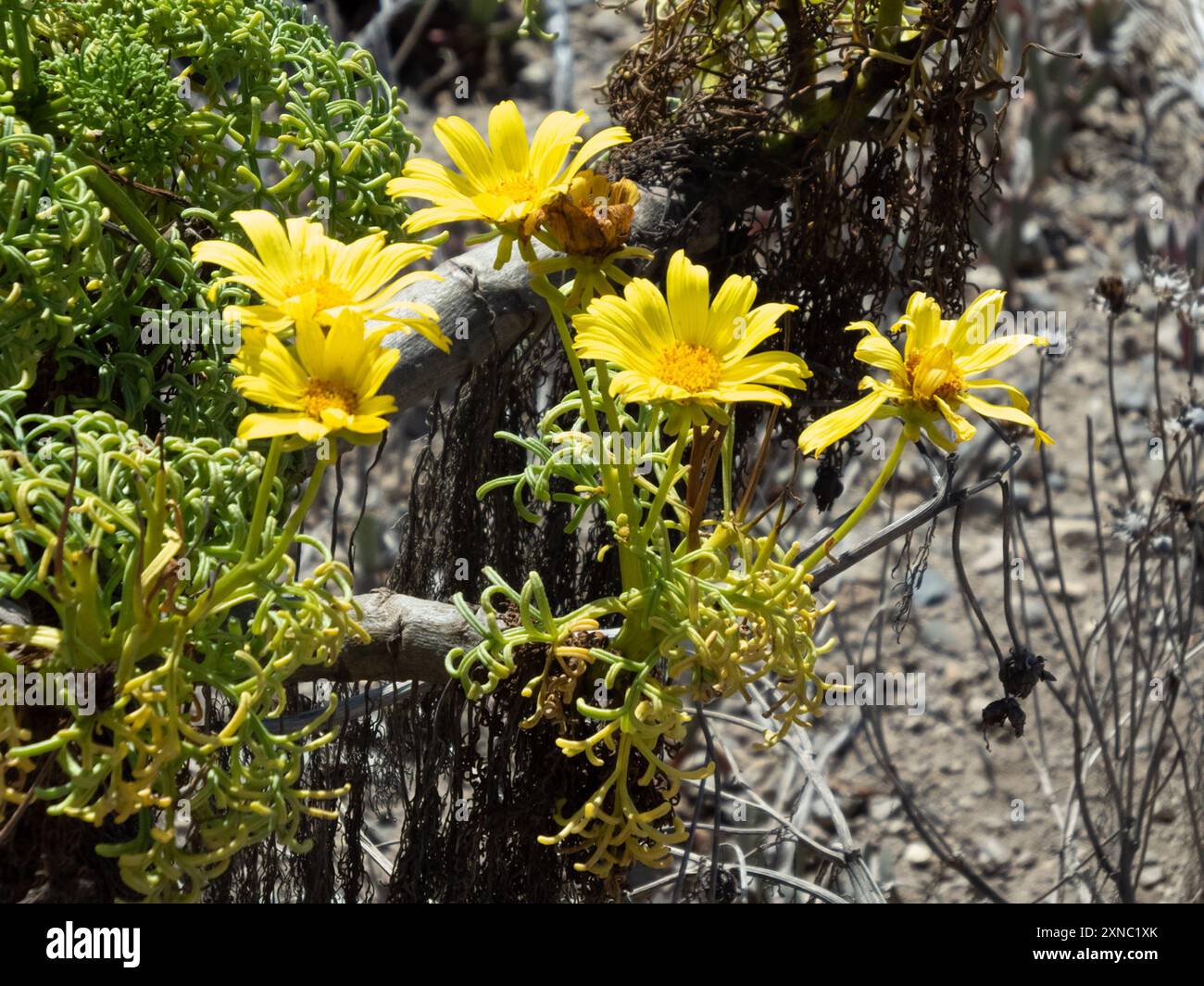 giant coreopsis (Leptosyne gigantea) Plantae Stock Photo - Alamy