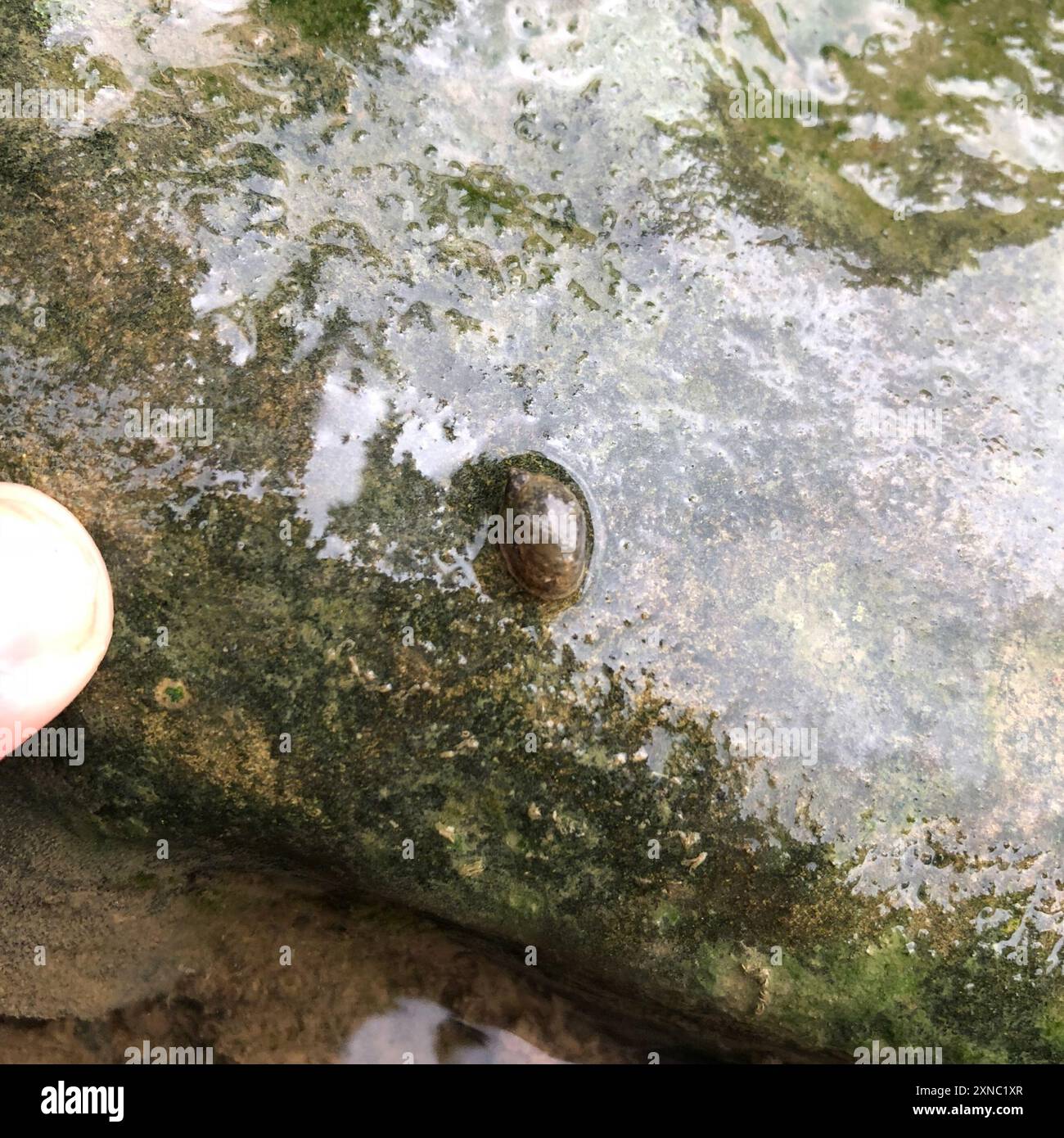 Gastropods (Gastropoda) Mollusca Stock Photo - Alamy