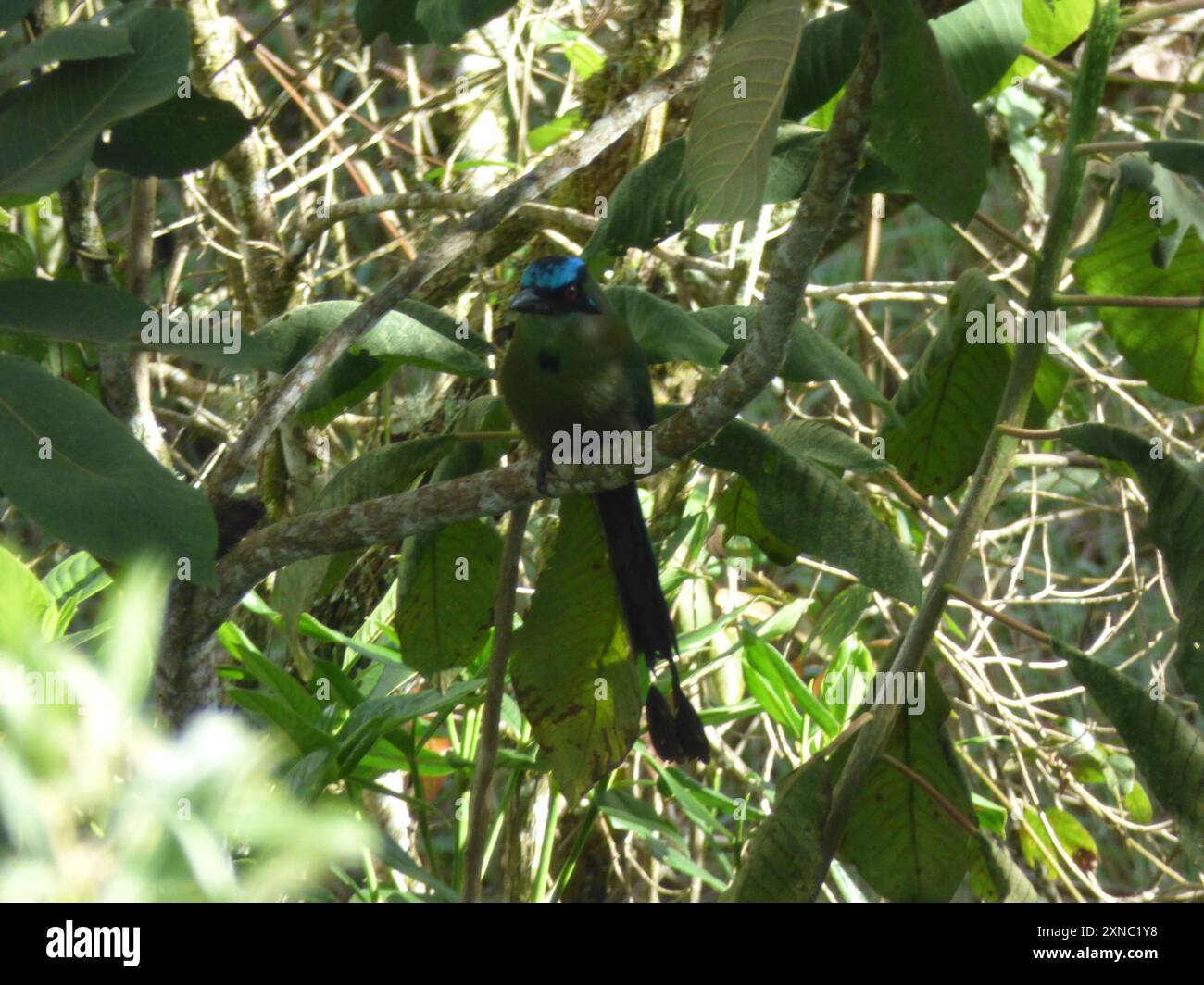 Andean Motmot (Momotus aequatorialis) Aves Stock Photo - Alamy