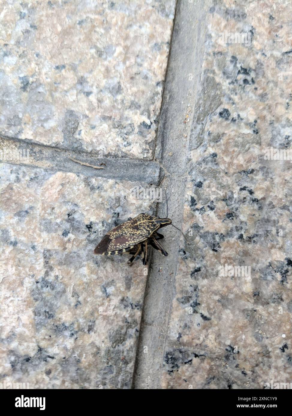 Yellow-spotted Stink Bug (Erthesina fullo) Insecta Stock Photo - Alamy