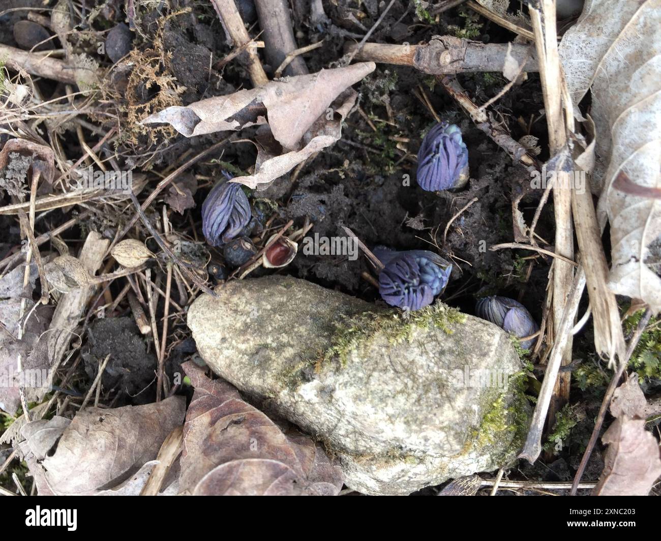 blue cohoshes (Caulophyllum) Plantae Stock Photo - Alamy