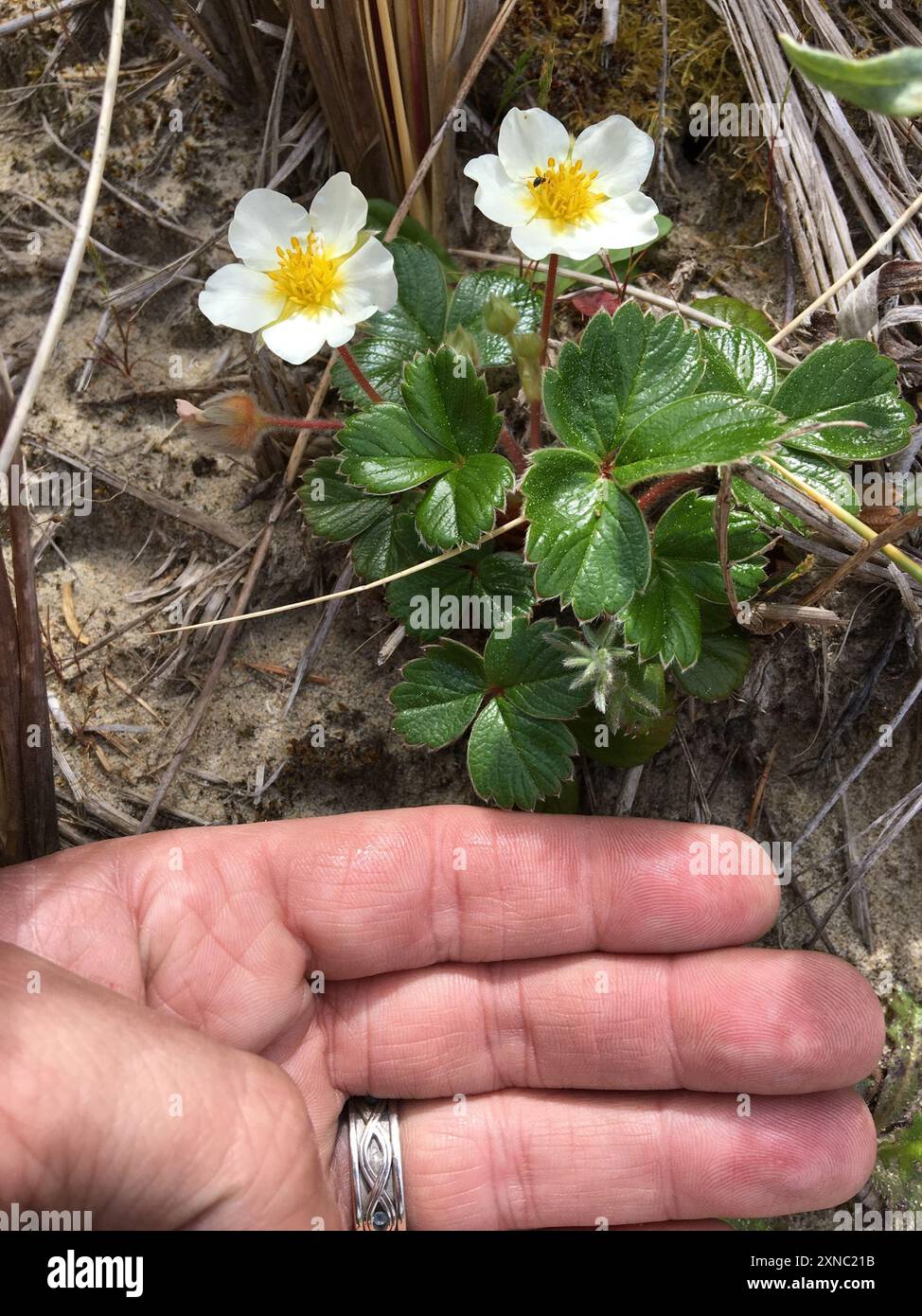 beach strawberry (Fragaria chiloensis) Plantae Stock Photo - Alamy