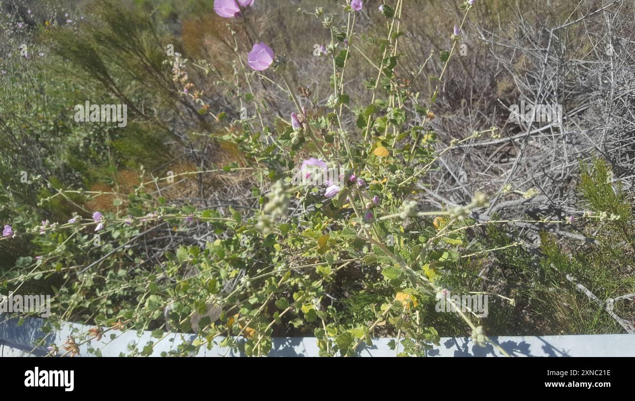southern coastal bushmallow (Malacothamnus fasciculatus) Plantae Stock ...