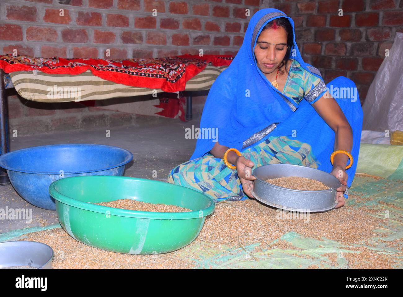young Indian woman, wearing a blue sari, sifting wheat through a sieve ...