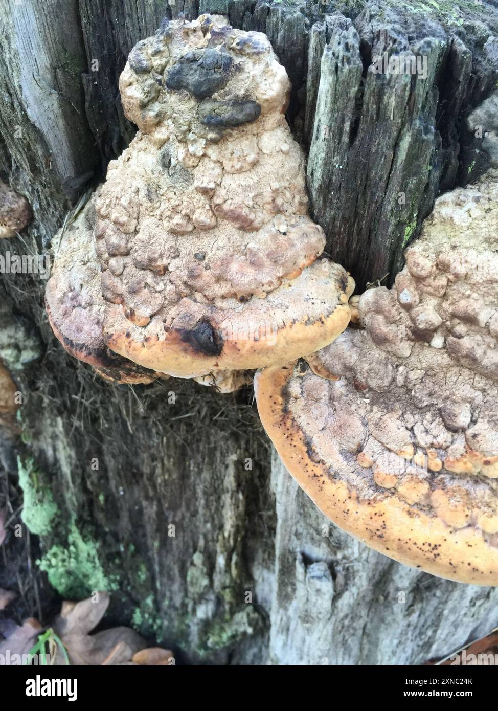Blushing Rosette (Abortiporus biennis) Fungi Stock Photo - Alamy