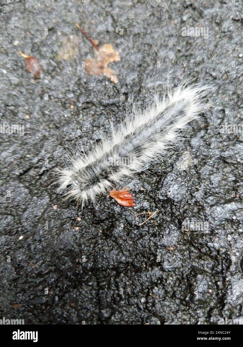 Walnut Caterpillar Moth (Datana integerrima) Insecta Stock Photo - Alamy
