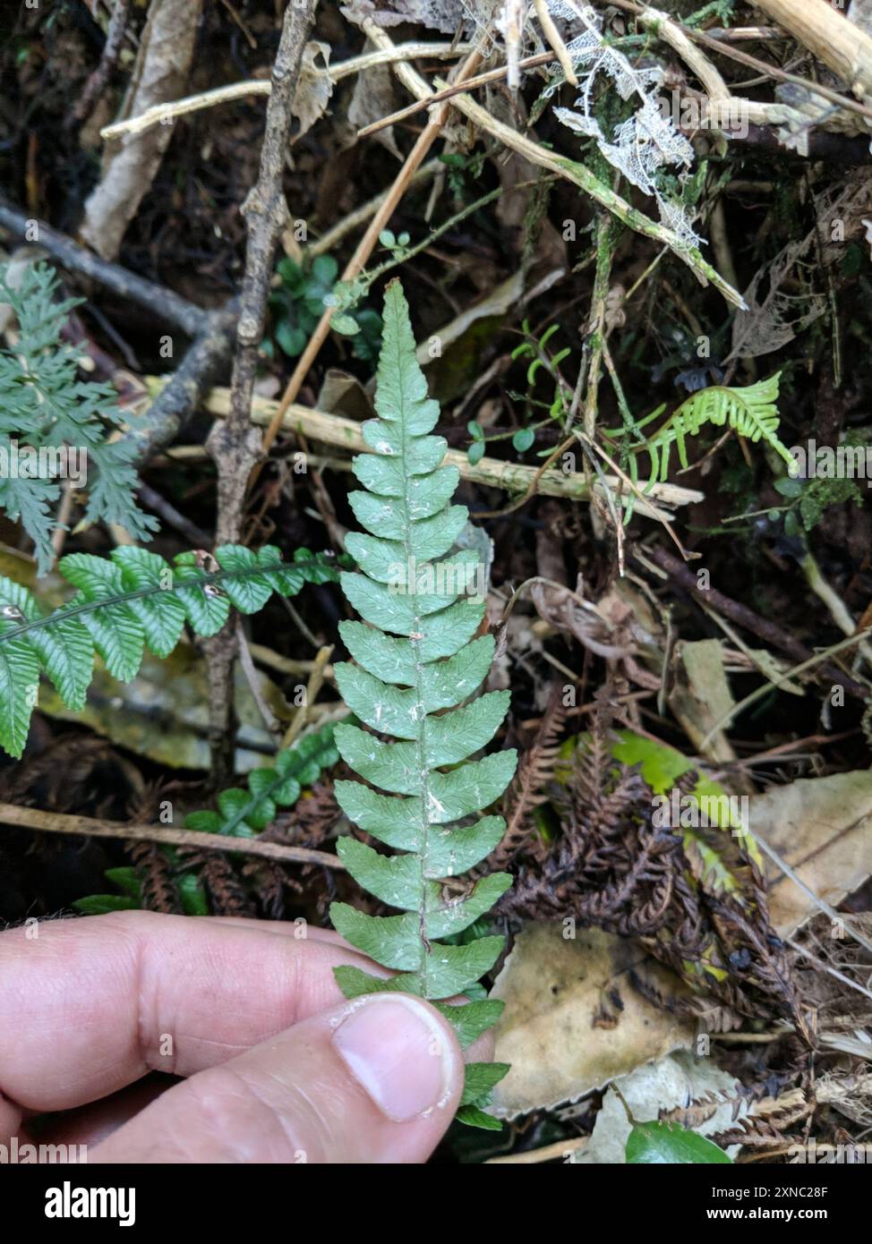 Blechnum chambersii hi-res stock photography and images - Alamy