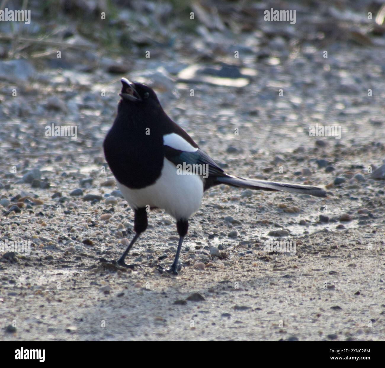 Black-billed Magpie (Pica hudsonia) Aves Stock Photo - Alamy