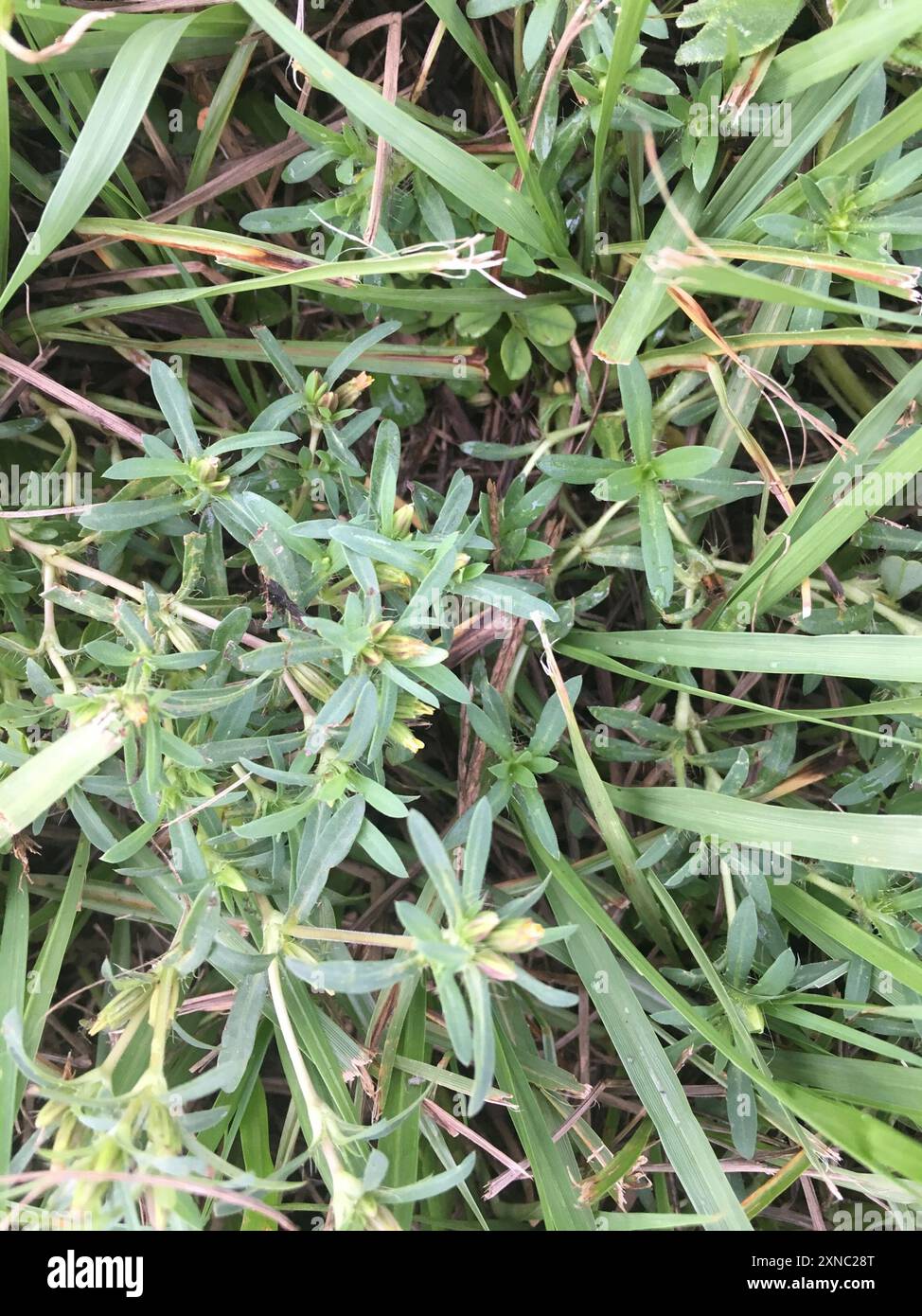 Spreading chinchweed (Pectis prostrata) Plantae Stock Photo - Alamy