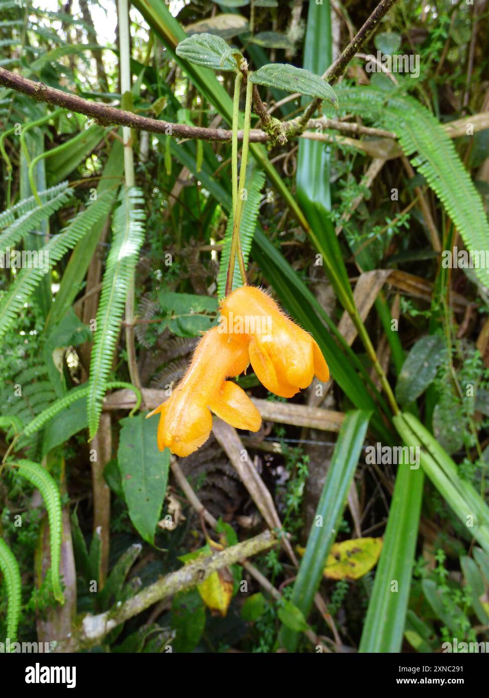 (Columnea strigosa) Plantae Stock Photo - Alamy