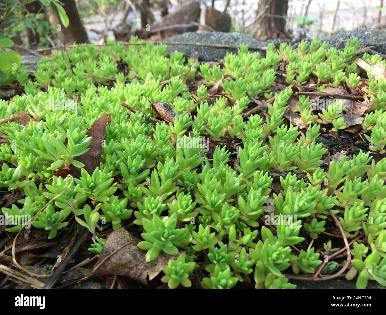 Stringy Stonecrop (Sedum sarmentosum) Plantae Stock Photo - Alamy