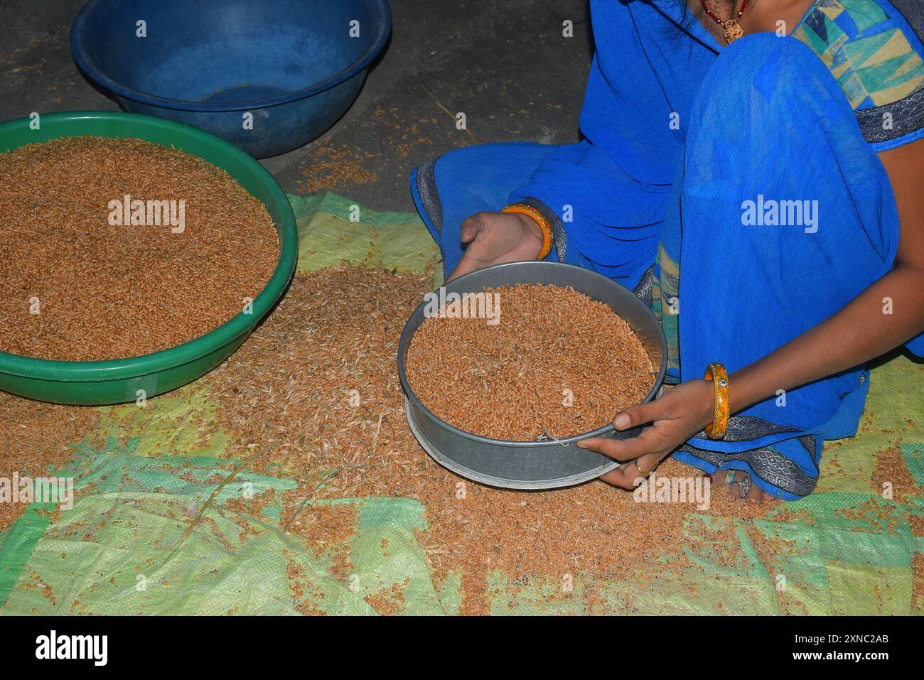 young Indian woman, wearing a blue sari, sifting wheat through a sieve ...