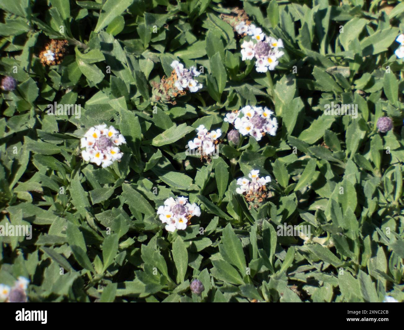turkey tangle frogfruit (Phyla nodiflora) Plantae Stock Photo - Alamy