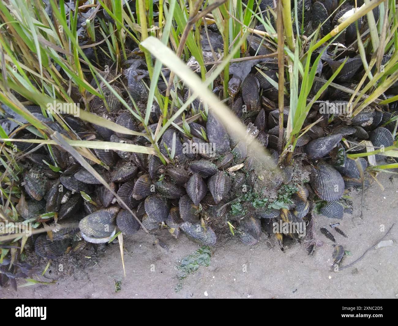 Atlantic Ribbed Mussel (Geukensia demissa) Mollusca Stock Photo - Alamy